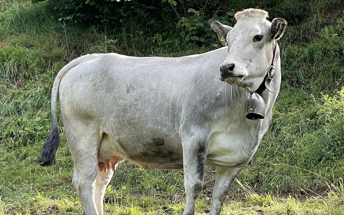 Gasconne-Rinder in der Schweiz: Einzigartig und robust - tierwelt.ch ...