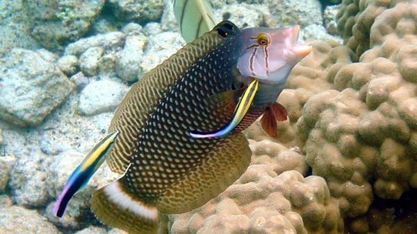 Weibliche Putzerfische täuschen ihre Kunden - tierwelt.ch | TierWelt