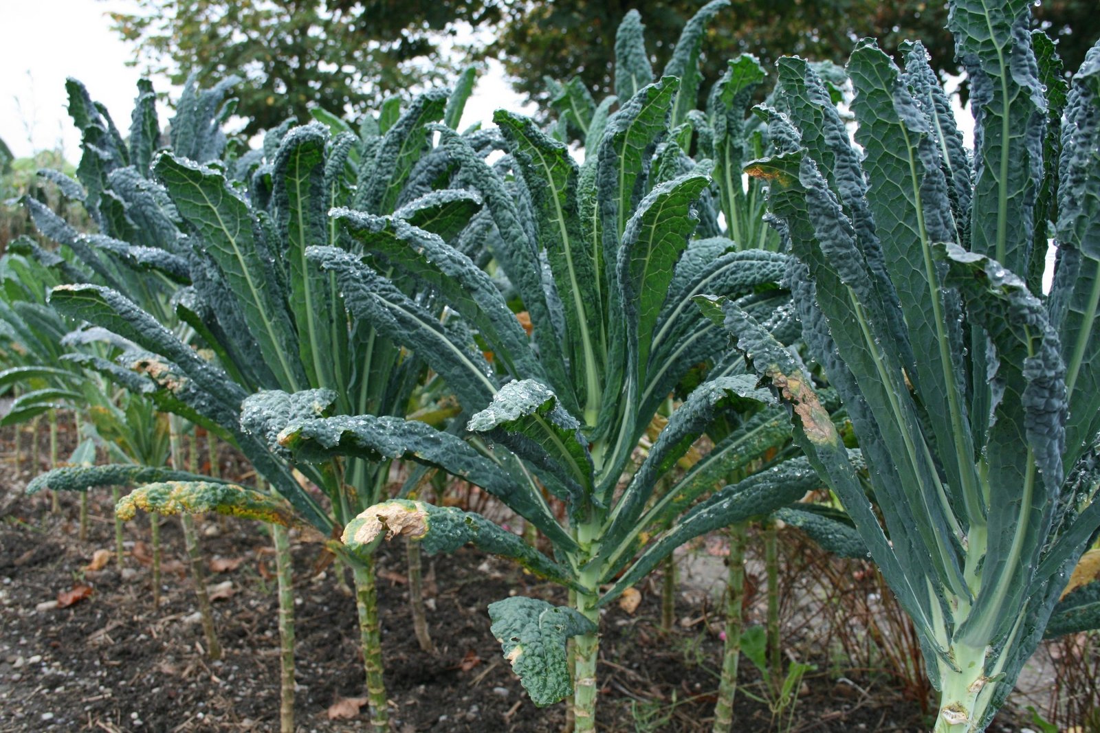 Palmkohl: Mit südlichem Flair durch den Winter - tierwelt.ch | TierWelt
