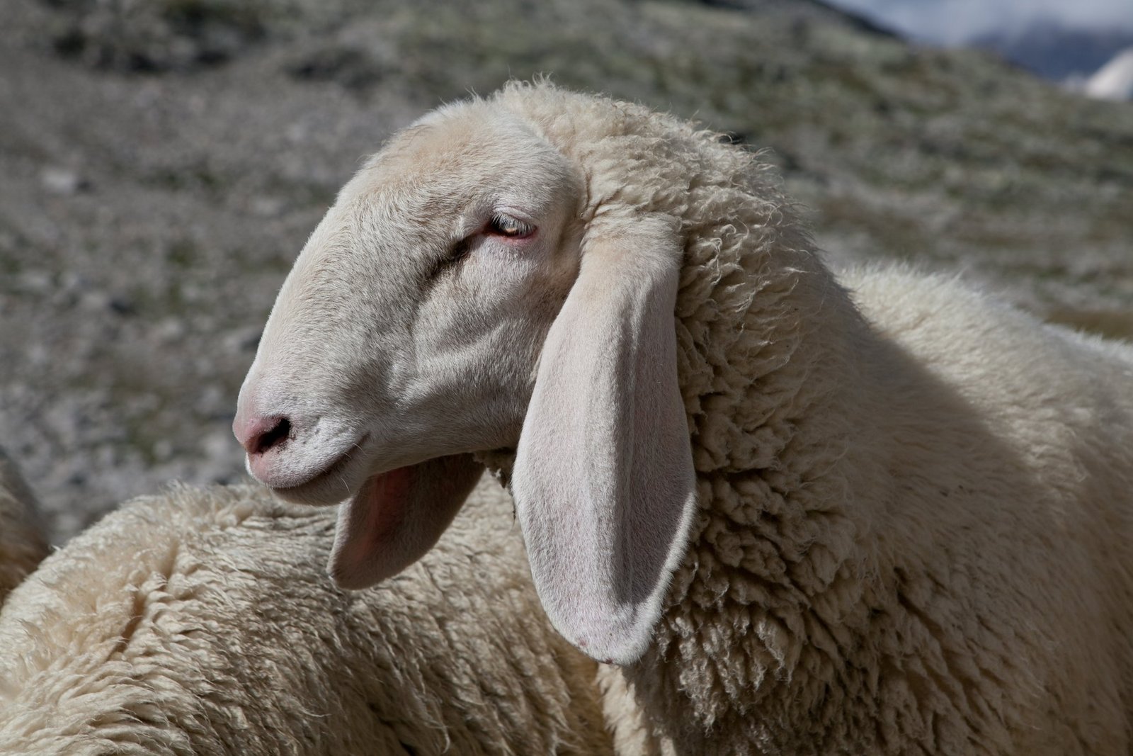 Saaser Mutte: Das Walliser Schaf mit den Hängeohren - tierwelt.ch ...