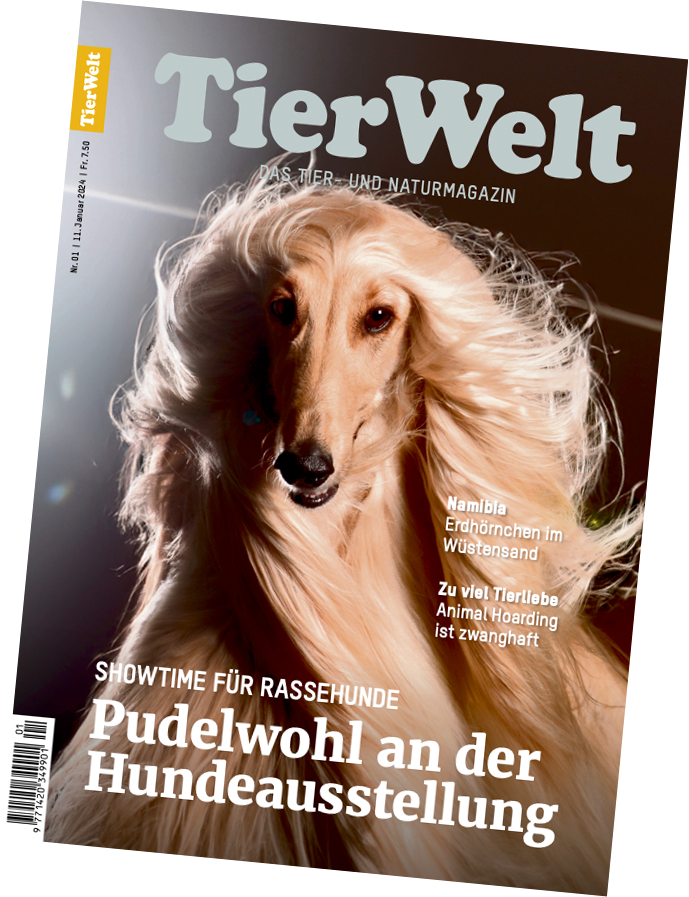 TierWelt | TierWelt