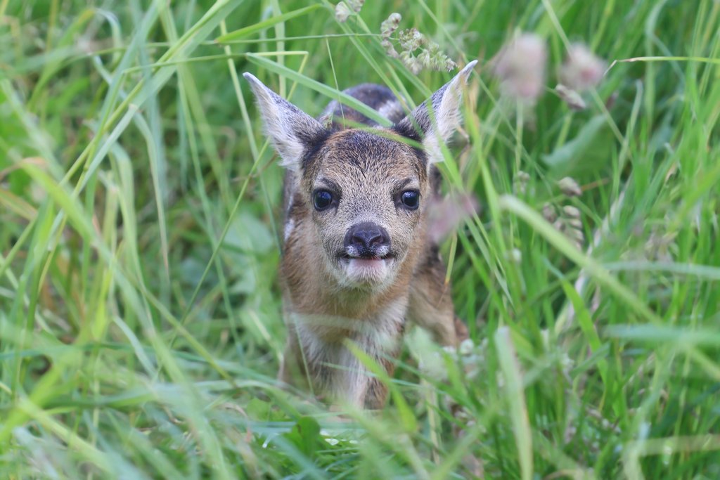 Doppelt so viele Rehkitze vor dem Mähtod gerettet - tierwelt.ch | TierWelt