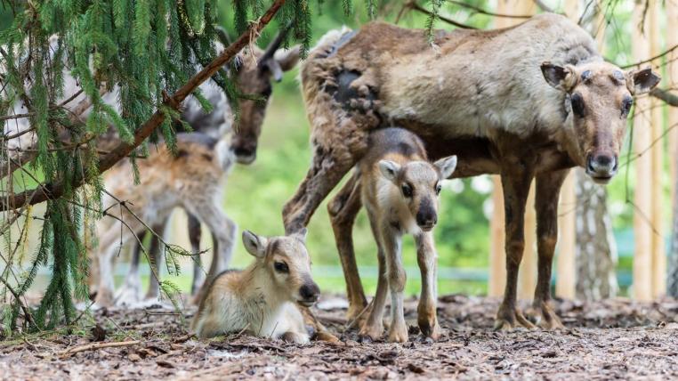 Vier junge Rentiere im Basler Zolli - tierwelt.ch | TierWelt