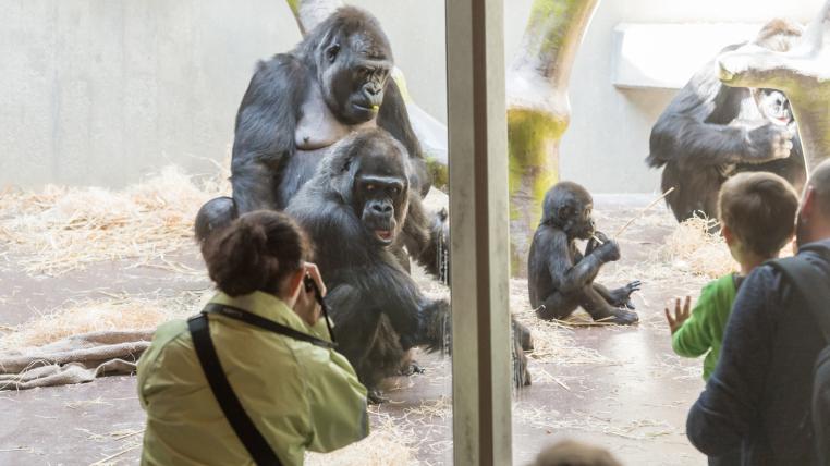 Zoo Basel 2016 mit weniger Besuchern - tierwelt.ch | TierWelt