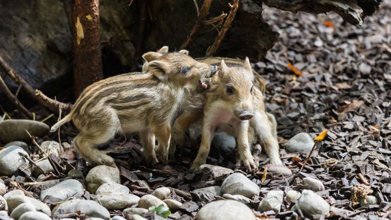 Frische Frischlinge im Wildschweingehege - tierwelt.ch | TierWelt