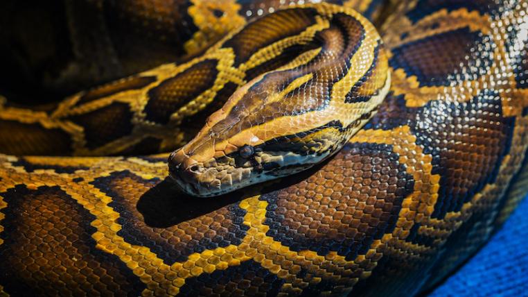 Wenn eine Würgeschlange ins Schlafzimmer kriecht - tierwelt.ch | TierWelt