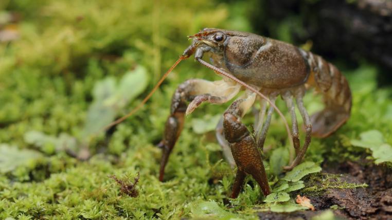 Steinkrebs soll in der Urnäsch wiederangesiedelt werden - tierwelt.ch ...