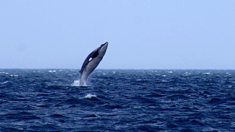 Japan geht erneut auf Walfang - tierwelt.ch | TierWelt
