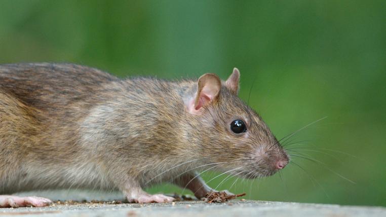 Auch bei Ratten gilt: Wie du mir, so ich dir! - tierwelt.ch | TierWelt