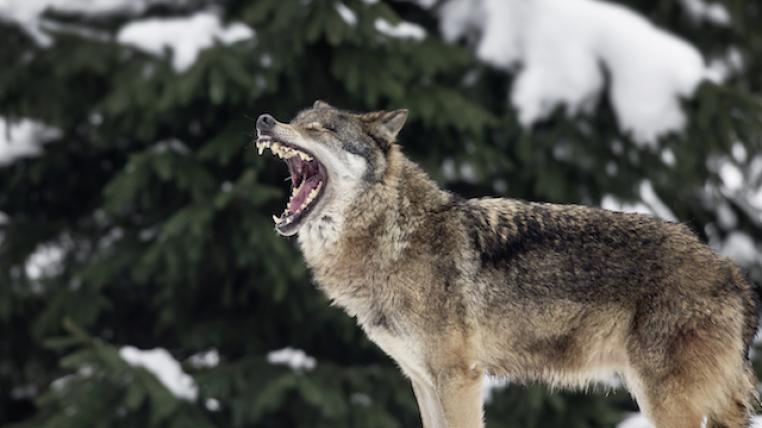 Schaf wurde vermutlich von Wolf gerissen - tierwelt.ch | TierWelt Schaf wurde vermutlich von Wolf gerissen - tierwelt.ch | TierWelt