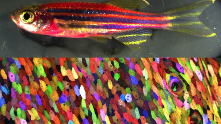 Forscher erschaffen Regenbogen-Fisch - tierwelt.ch | TierWelt