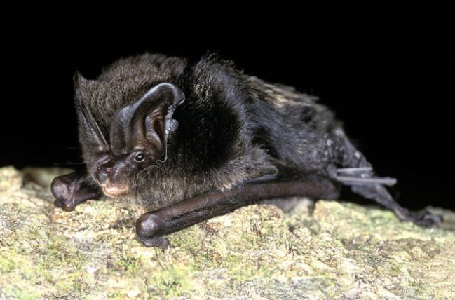 Europa hat wieder mehr Fledermäuse - tierwelt.ch | TierWelt