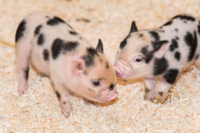Acht winzige Minipigs in Basel - tierwelt.ch | TierWelt