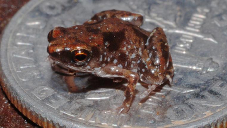 Dieser Frosch ist ein Verwandlungskünstler - tierwelt.ch | TierWelt