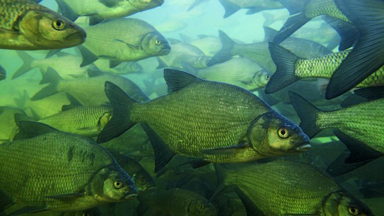 Eine nasse, neue Welt - tierwelt.ch | TierWelt