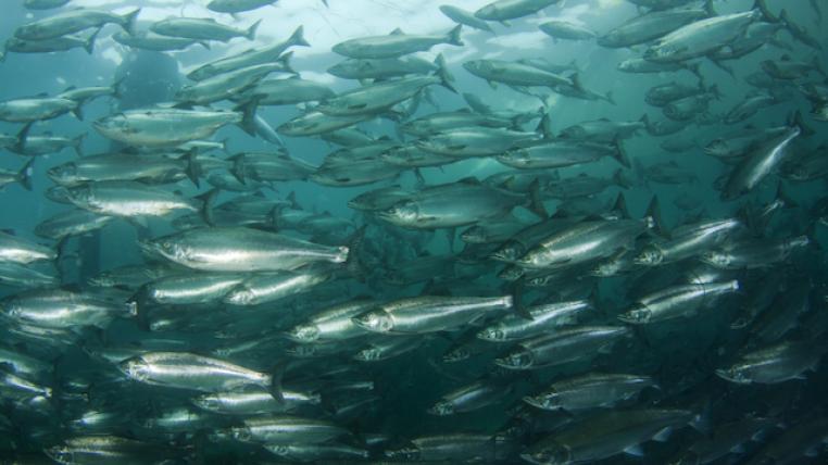 Mehr als eine Million Lachse verendet - tierwelt.ch | TierWelt