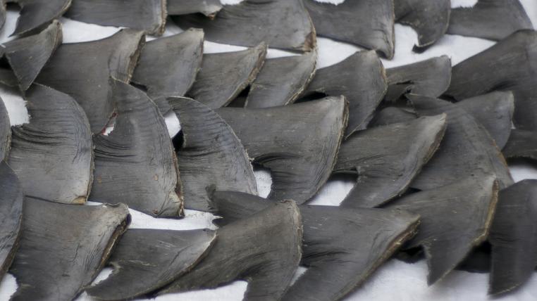 Kein Importverbot für Haifischflossen - tierwelt.ch | TierWelt