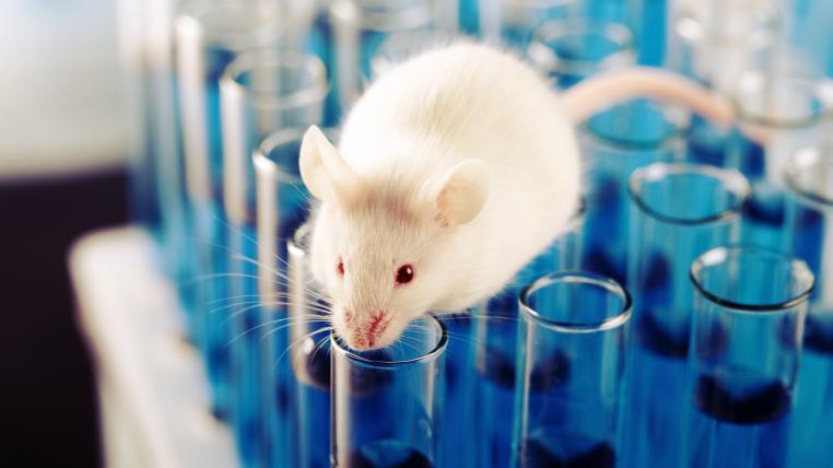Kommission lehnt Initiative zum Verbot von Tierversuchen ab - tierwelt ... Kommission lehnt Initiative zum Verbot von Tierversuchen ab - tierwelt ...
