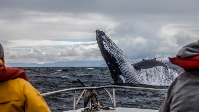 Video von blutigem Walfang publiziert - tierwelt.ch | TierWelt