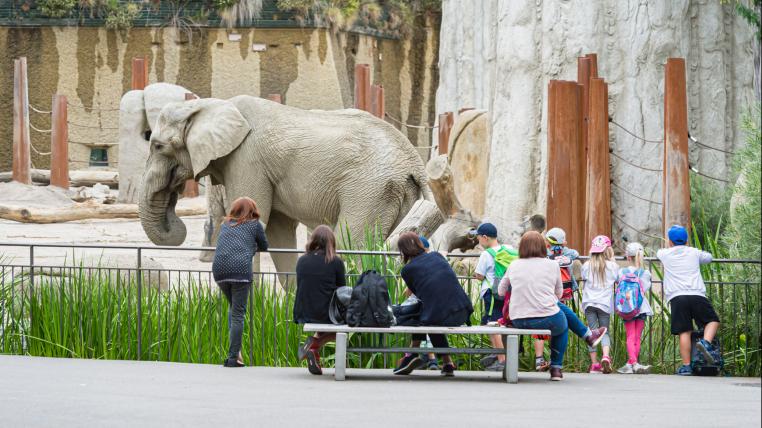 Zoo Basel mit erfolgreichem Geschäftsjahr 2019 - tierwelt.ch | TierWelt