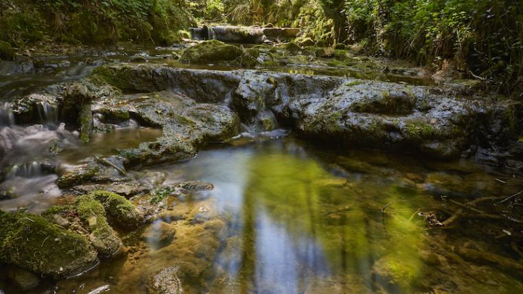 Aargauer Wald wird naturnaher - tierwelt.ch | TierWelt