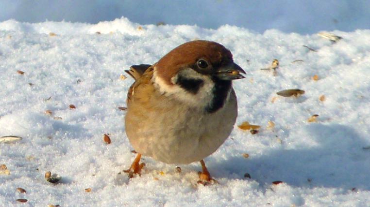 Spatzen sind im Winter wasserdichter - tierwelt.ch | TierWelt