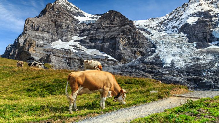 Riesiger Eiszeit-Findling in der Stadt Luzern ausgegraben - tierwelt.ch ...