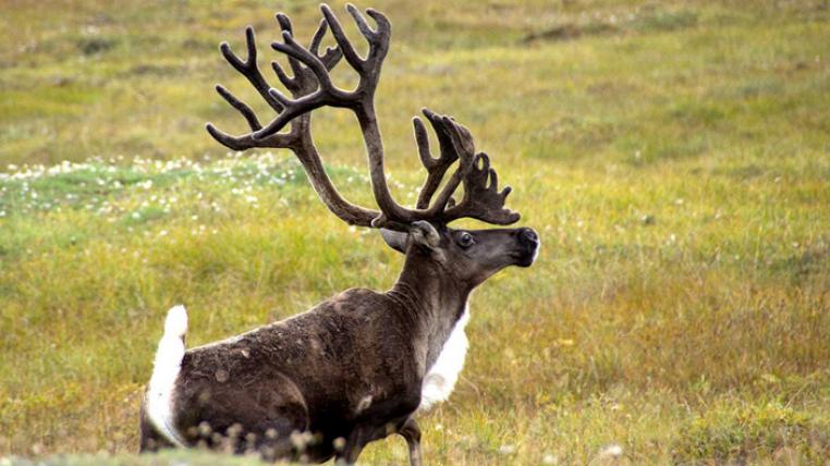 9 Dinge, die Sie noch nicht über das Rentier wussten - tierwelt.ch ...