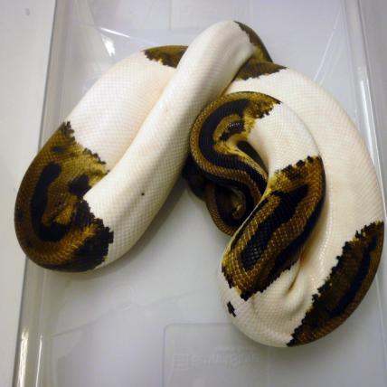 Sechs Pythons im Reisegepäck - tierwelt.ch | TierWelt