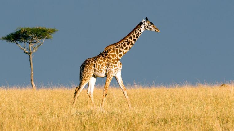 Giraffenknochen sollen Aids heilen - tierwelt.ch | TierWelt