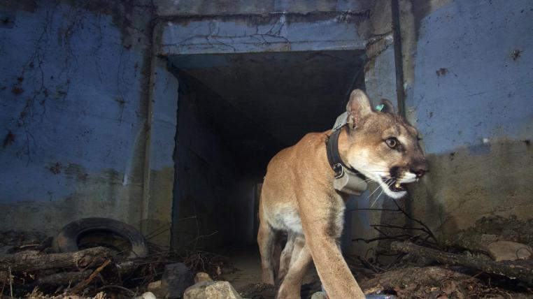 Berühmter Puma stirbt nach Waldbrand - tierwelt.ch | TierWelt