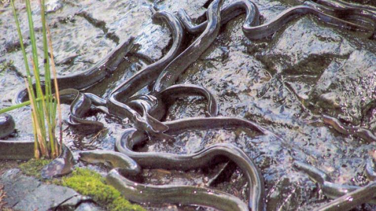 80`000 Babyaale ausgewildert - tierwelt.ch | TierWelt