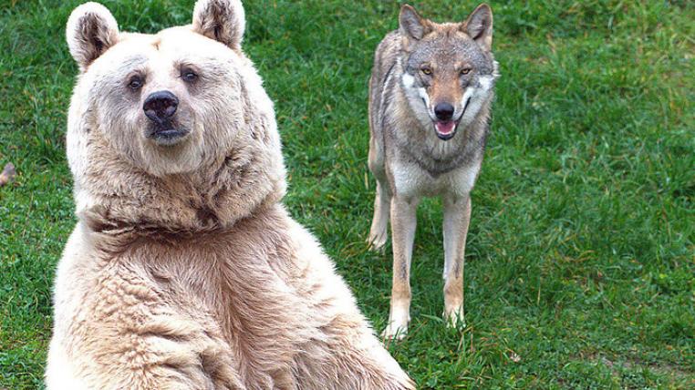 Wolf und Bär reissen kleine Lücken - tierwelt.ch | TierWelt