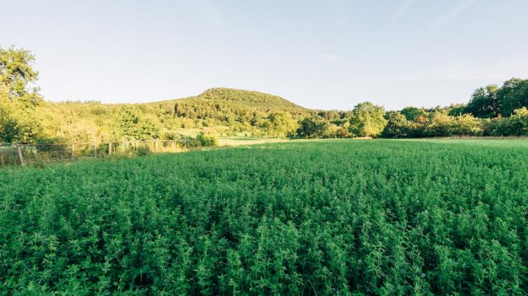 Die Welt des Bio-Landbaus - tierwelt.ch | TierWelt