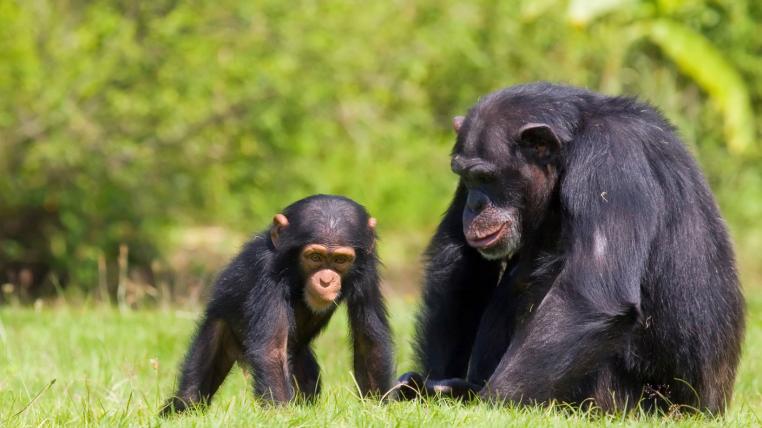 Schimpänsli ahmen Mutter beim Spielen nach - tierwelt.ch | TierWelt