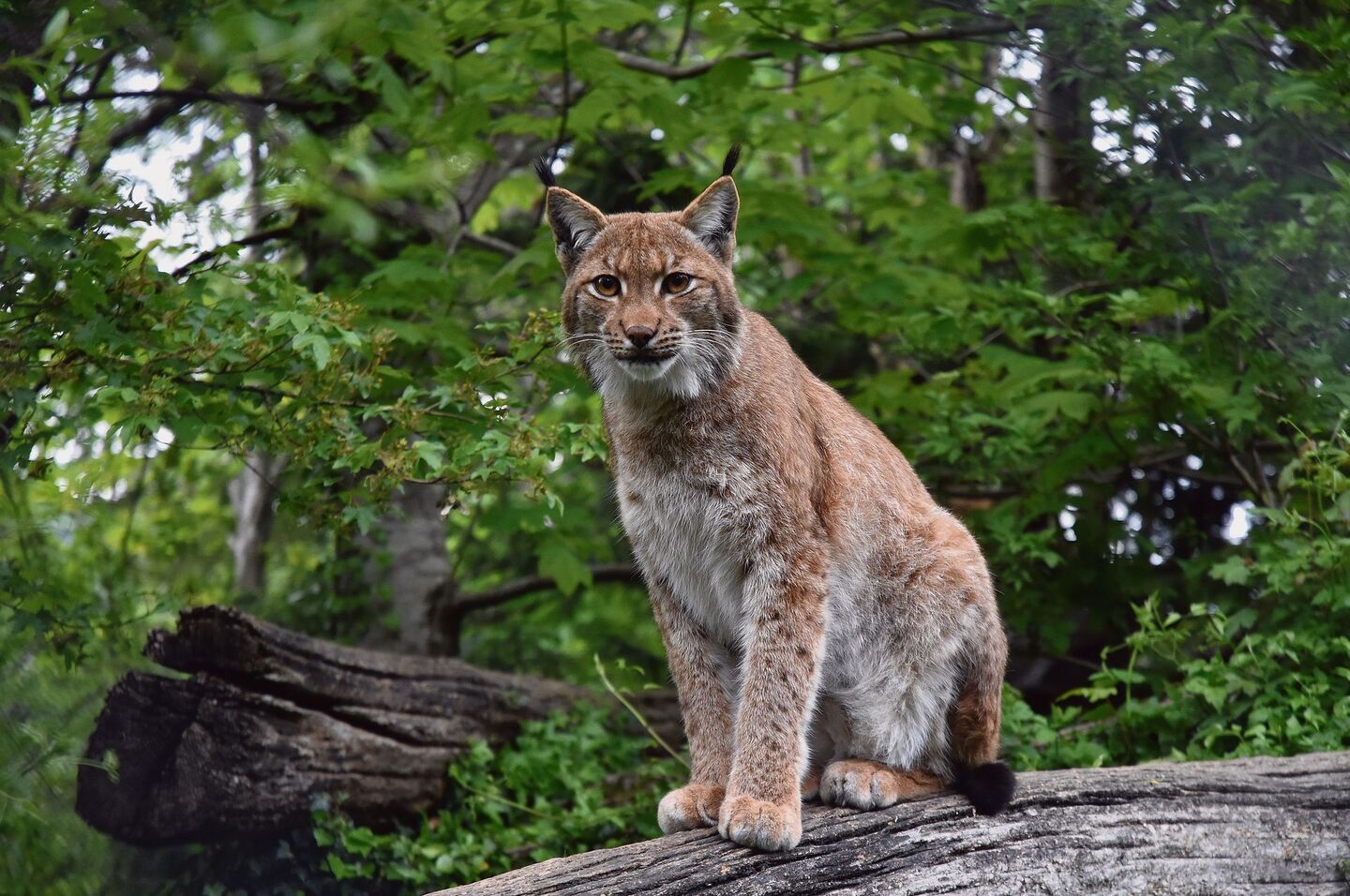 Das Tier- und Natur-Magazin | TierWelt